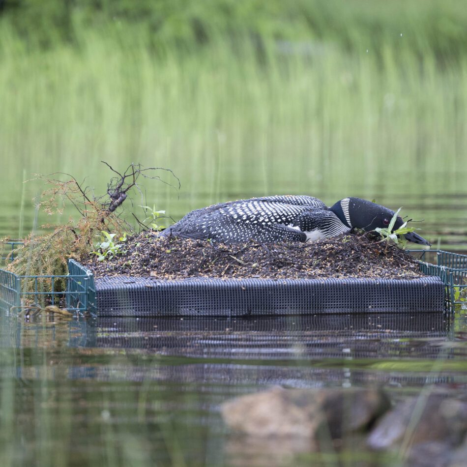Timber rattlers: Shy, threatened, essential - Adirondack Explorer Timber rattlers: Shy, threatened, essential - Adirondack Explorer